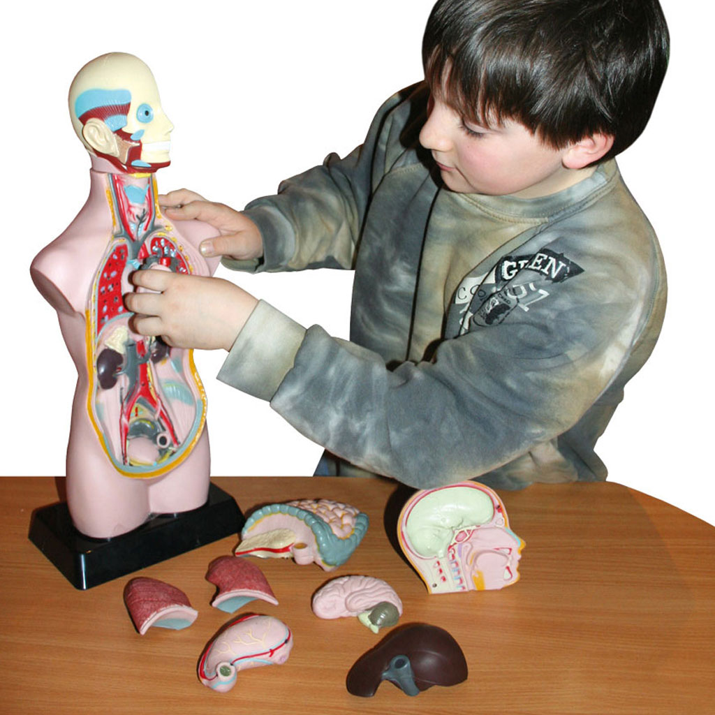 Übungstorso Mensch für die Kinderhand - hier online bei Wiemann Lehrmittel